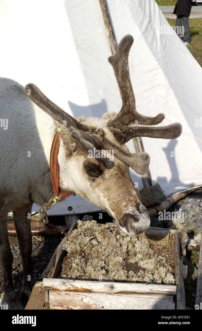 Reindeer Sami Culture Lapland Norway Stock Photo - Alamy