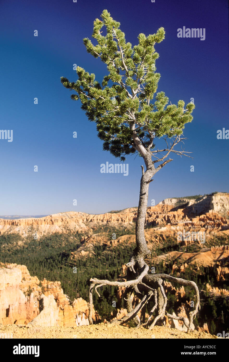 Natural expanse of tree roots hi-res stock photography and images - Alamy