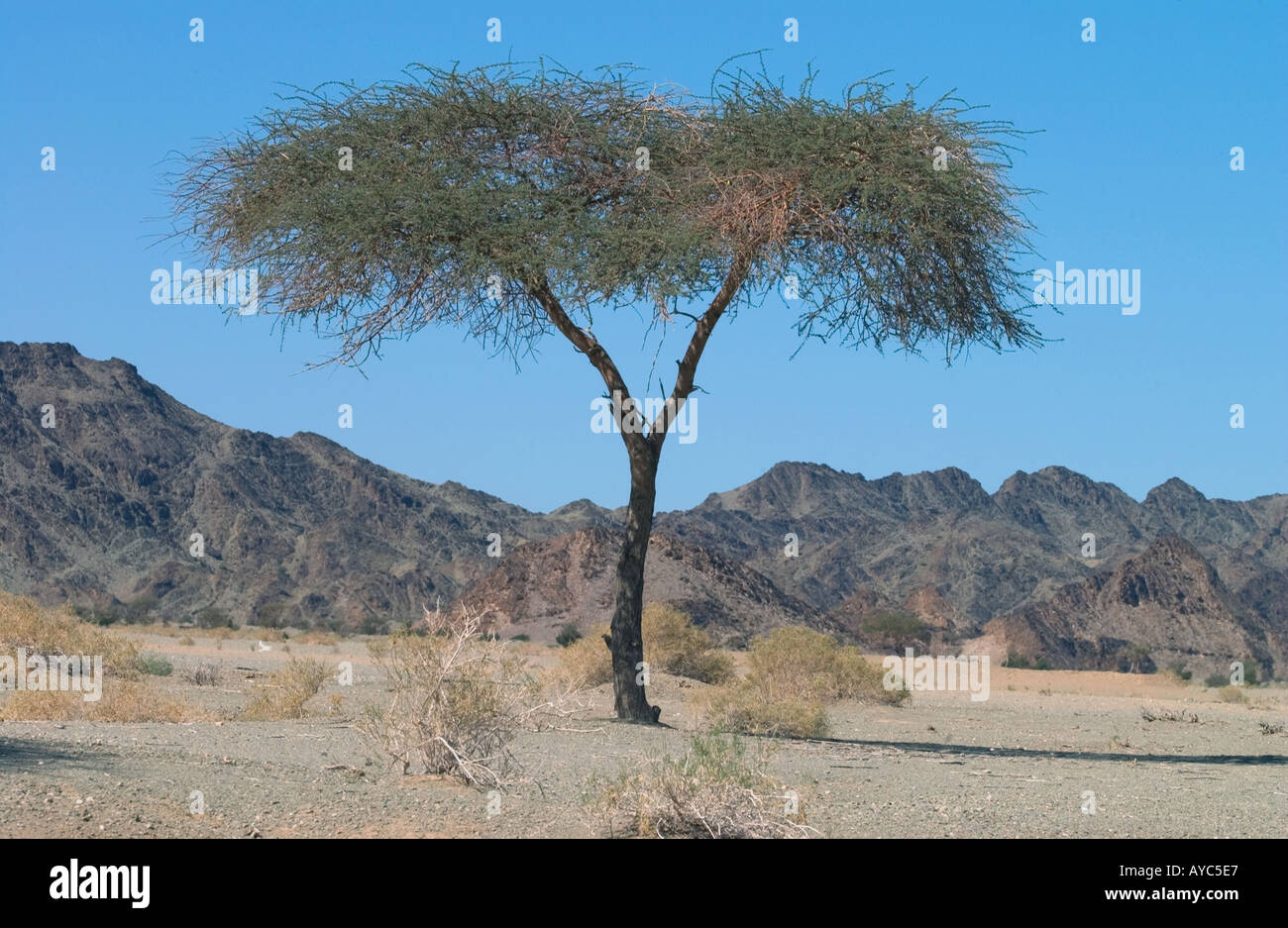 Wilderness mountain tree saudi arabia hi-res stock photography and ...