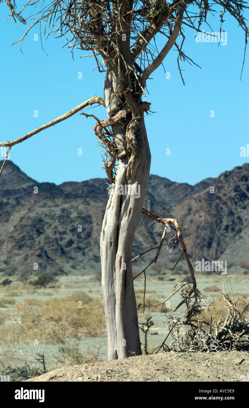 Wilderness Mountain Tree Saudi Arabia Stock Photo - Alamy