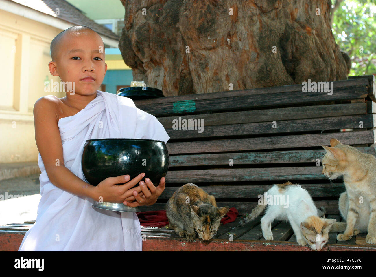 Novice Buddhist monk feeding cats at the Maha Ganayon monastery at ...