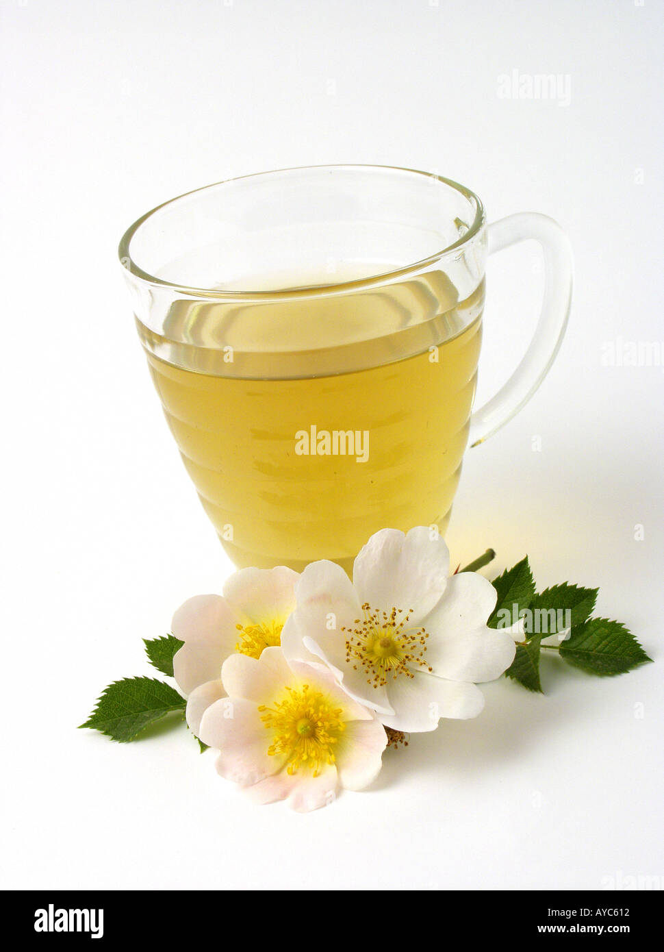 Dog rose flowers infusion Rosa canina Stock Photo - Alamy