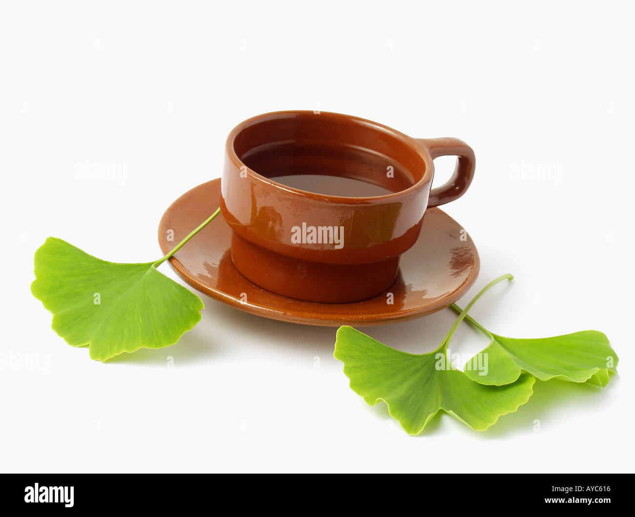 Ginkgo infusion Ginkgo biloba Stock Photo - Alamy