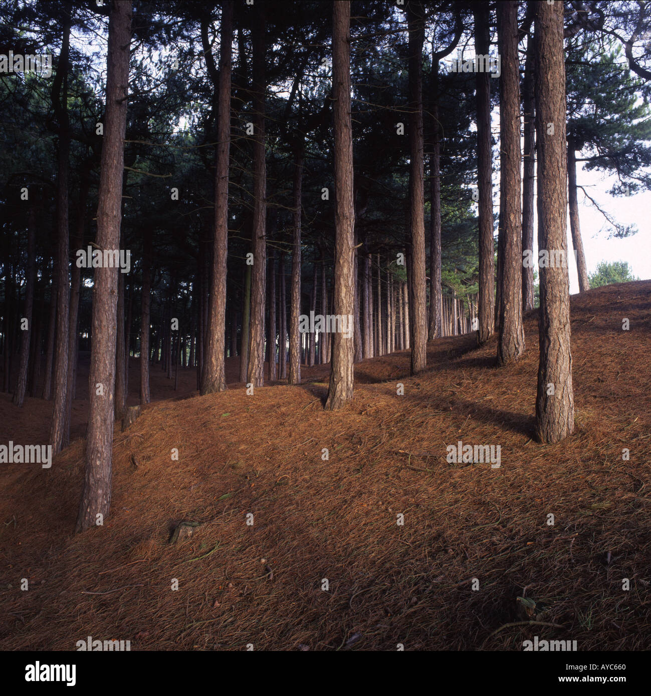 Pine Trees at Formby Point Merseyside Stock Photo - Alamy