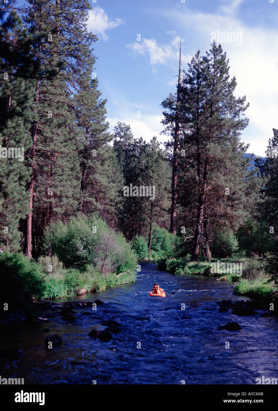 Floating along the tree lined banks of the spring fed Metolius River in ...