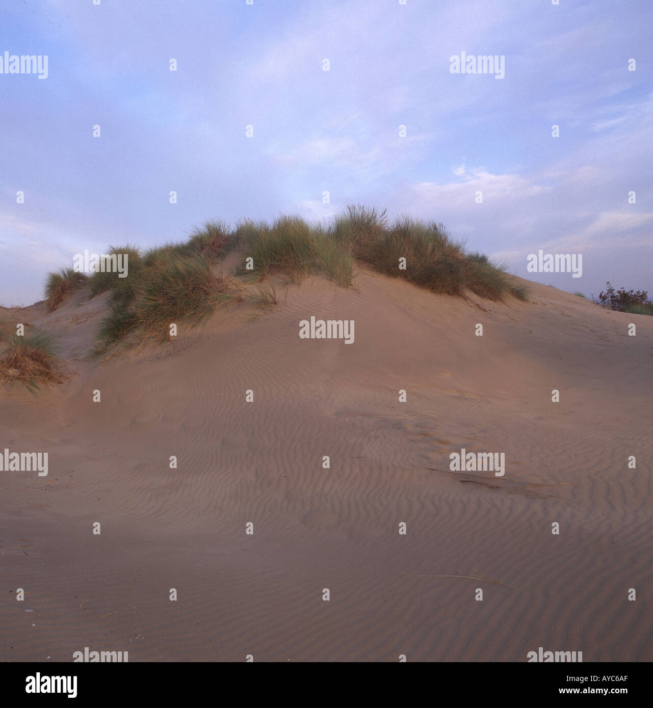 Sand Dunes at Formby Point Merseyside UK Stock Photo - Alamy