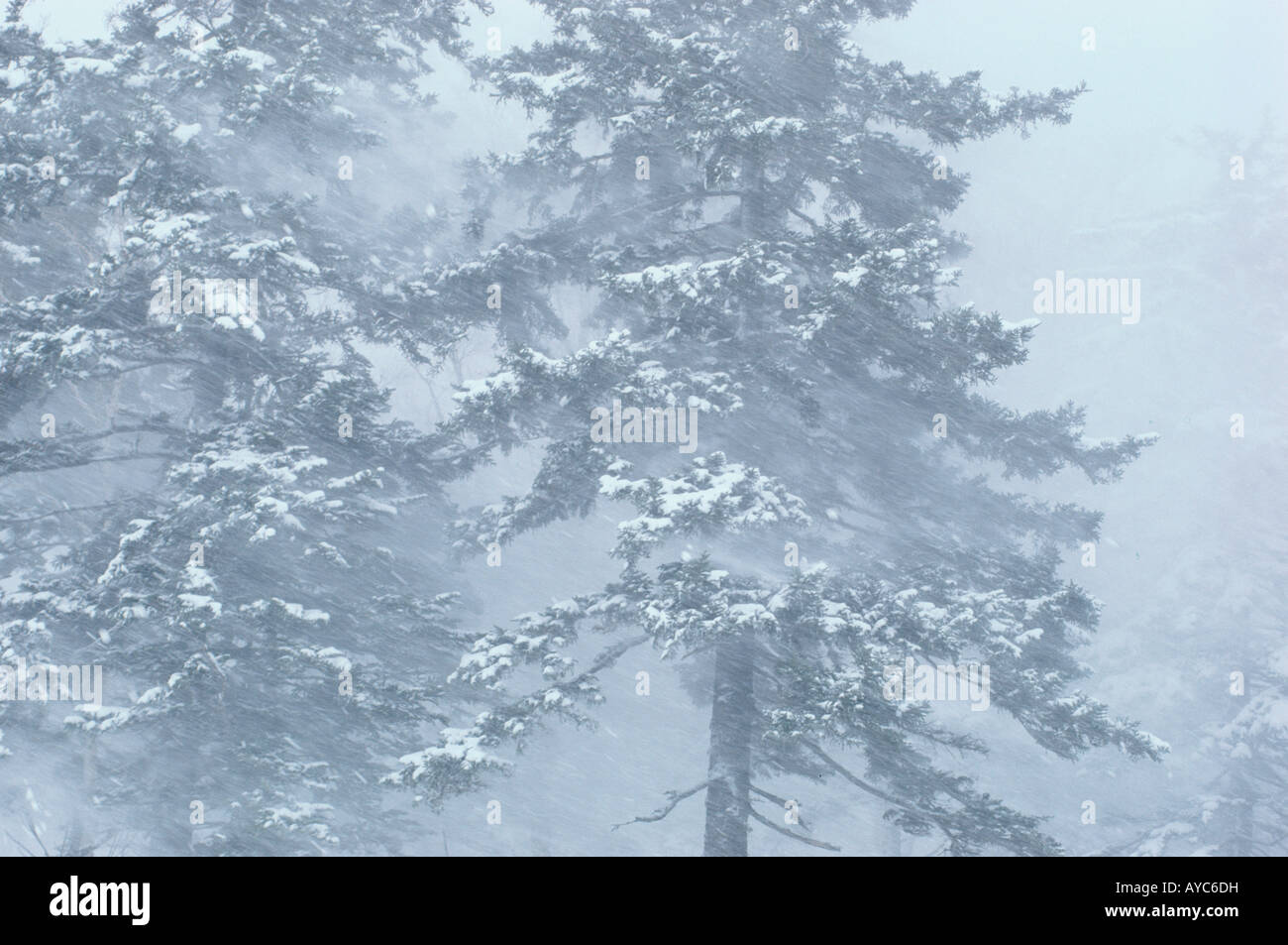 Conifers in Snow Storm Stock Photo - Alamy