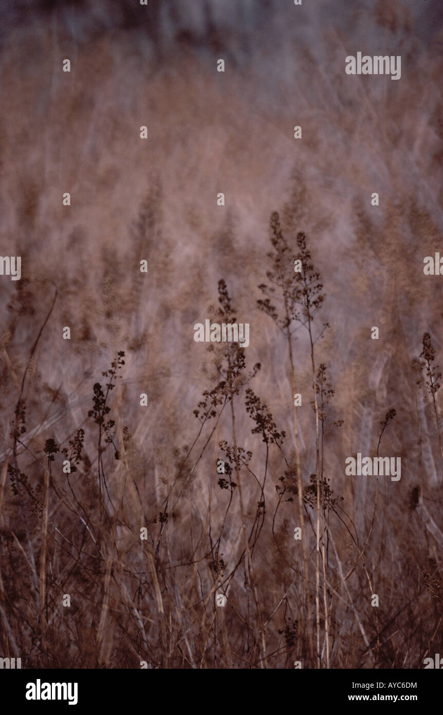 Dry Grass Field Stock Photo - Alamy
