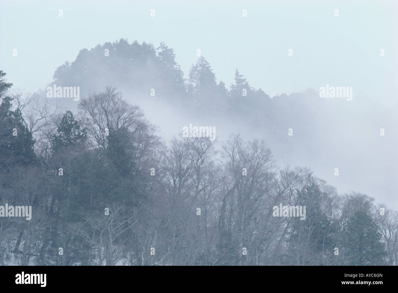 Trees in Mist Stock Photo - Alamy
