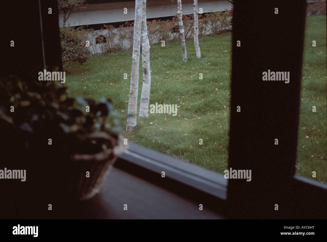 Garden View from Window Stock Photo - Alamy