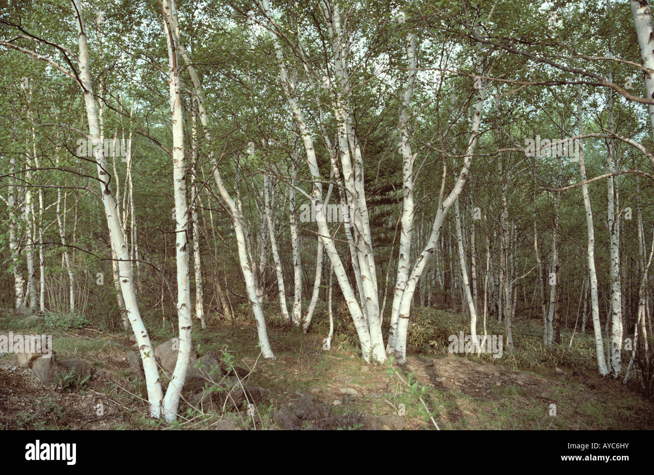 Japanese White Birch Forest Stock Photo - Alamy