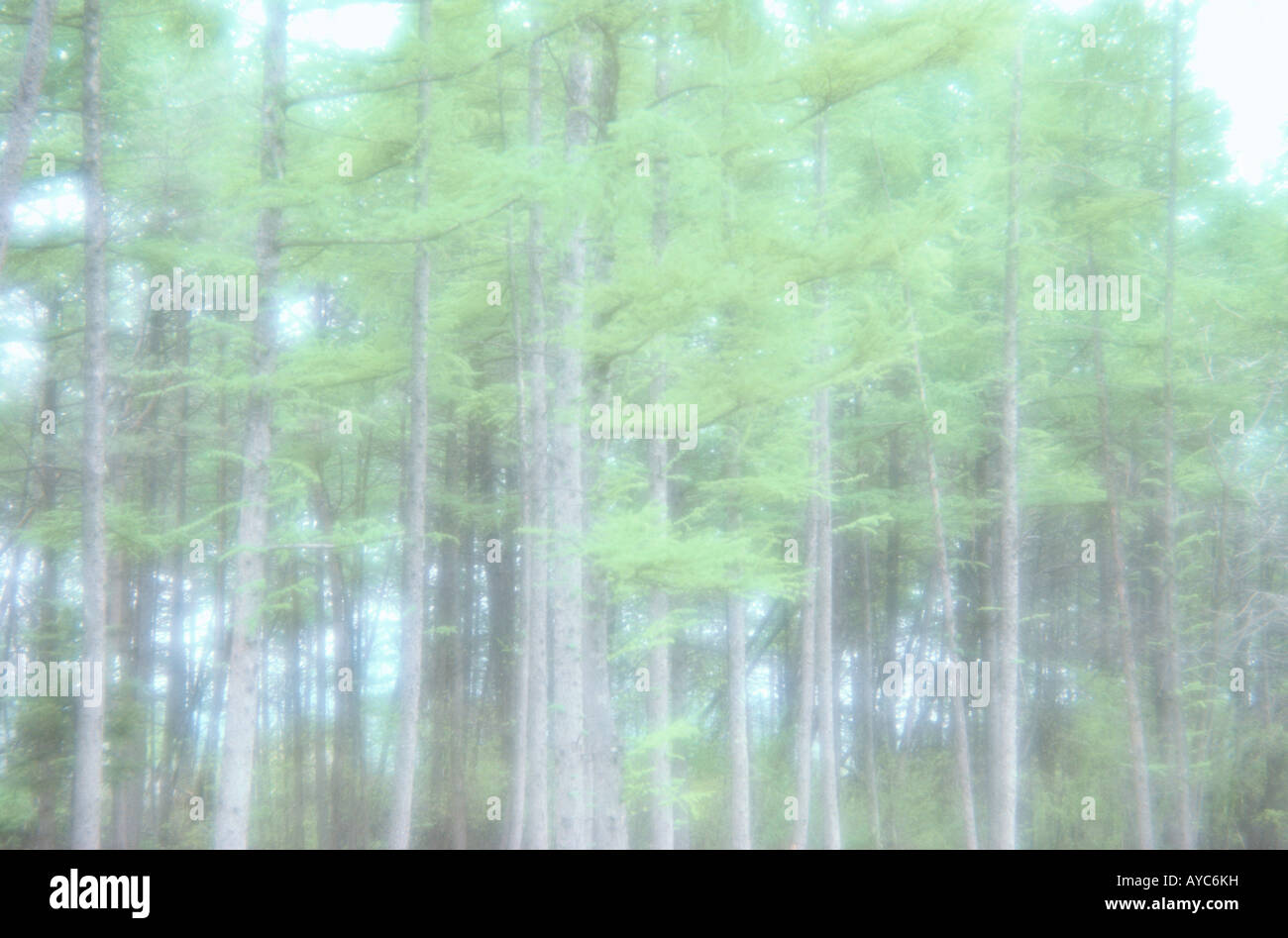 Conifer forests hi-res stock photography and images - Alamy