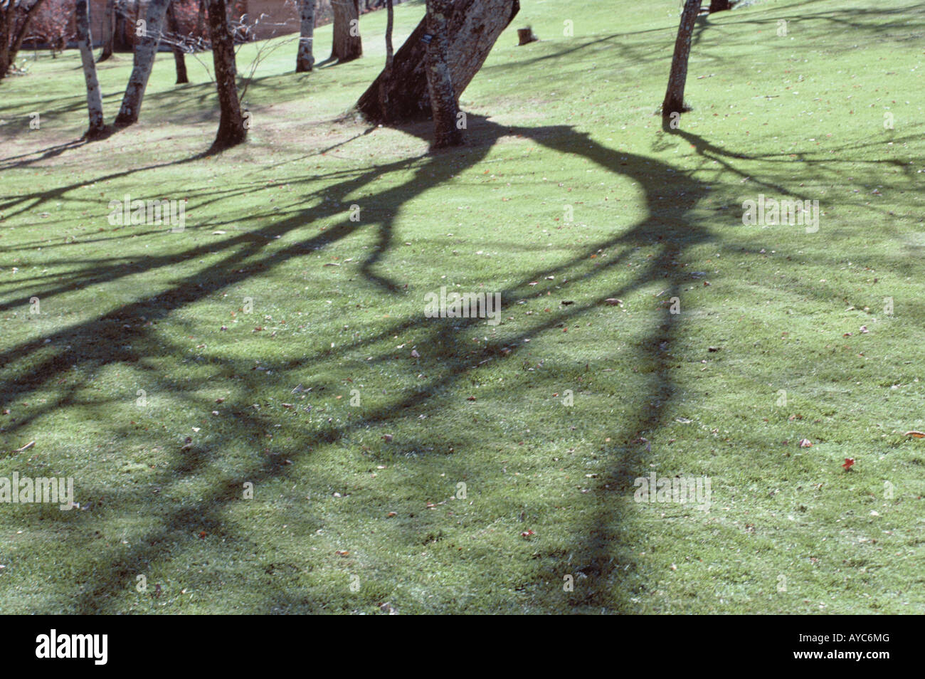 Tree Shadows on Lawn Stock Photo - Alamy