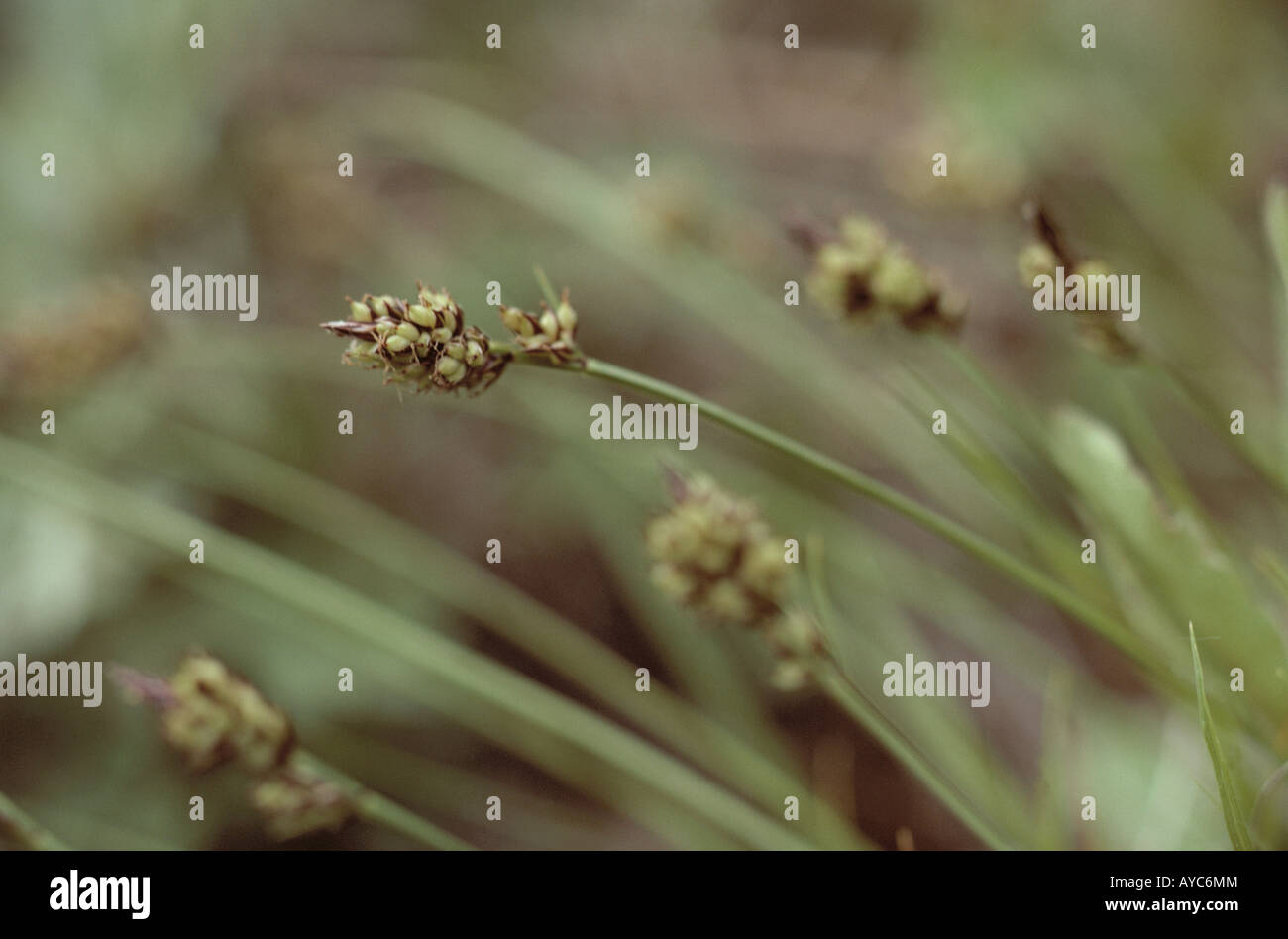 Fruit of Grass Stock Photo - Alamy