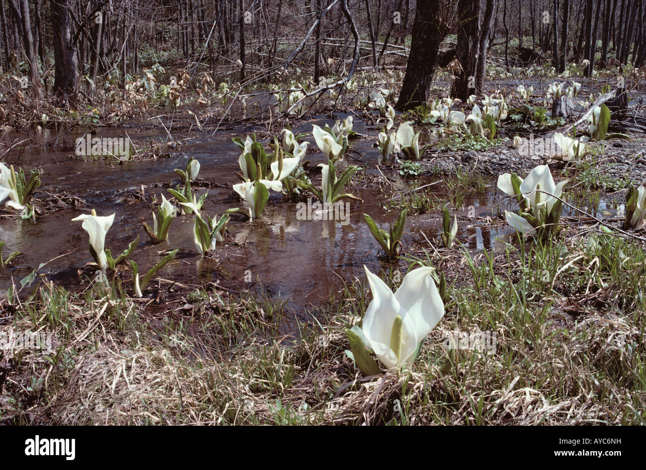Skunk Cabbages in Forest Stock Photo - Alamy