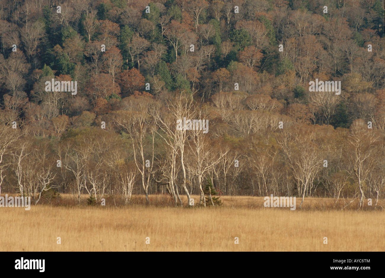 Autumn Forest and Grassland Stock Photo - Alamy