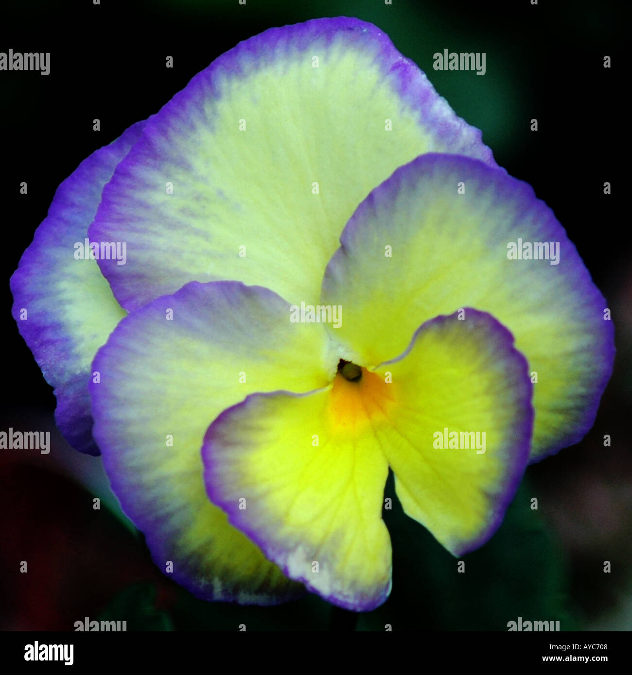 Pansy fauna hi-res stock photography and images - Alamy