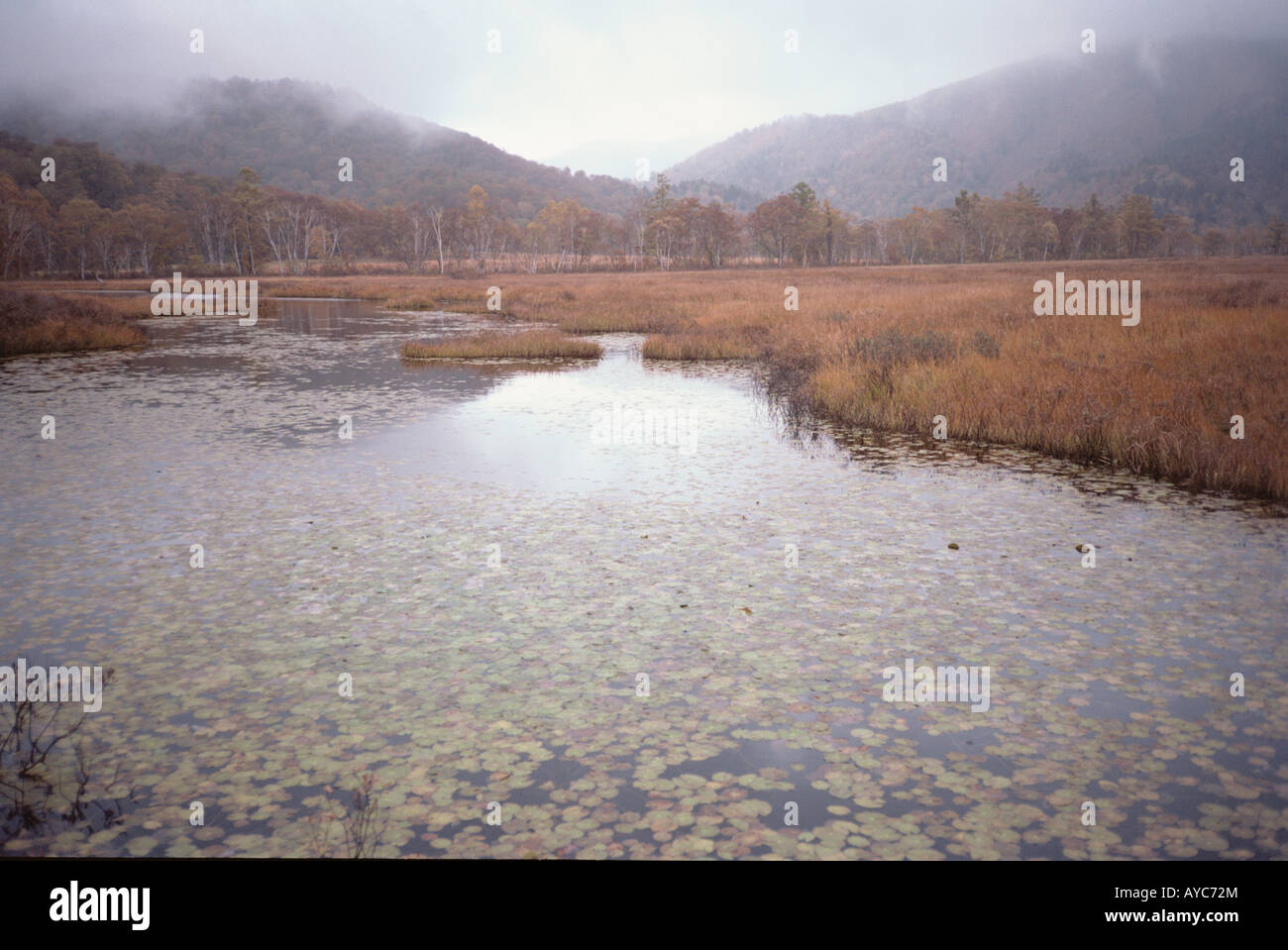 Swamp near Hills Stock Photo - Alamy