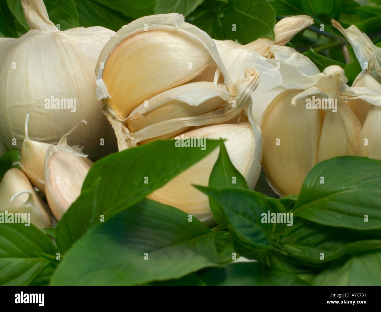 Garlic and Basil Stock Photo - Alamy
