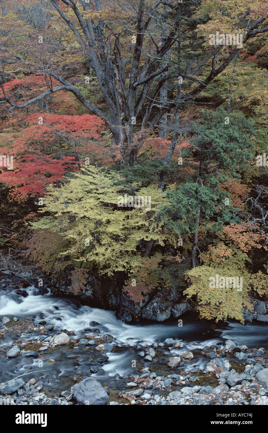 Stream near Trees Stock Photo - Alamy