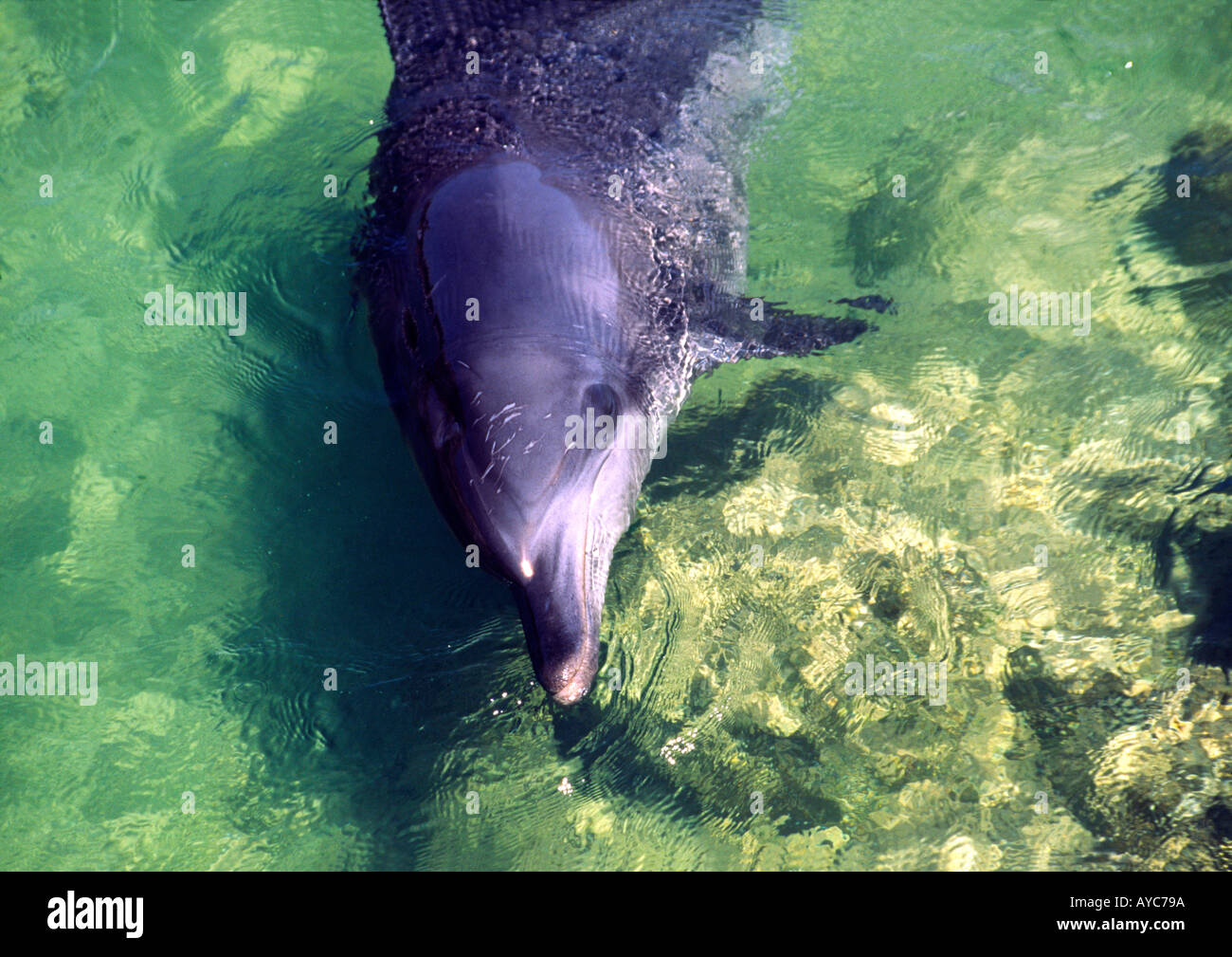 Rehabilitated dolphin at Underwater World at Sorrento Quay Hillary s ...