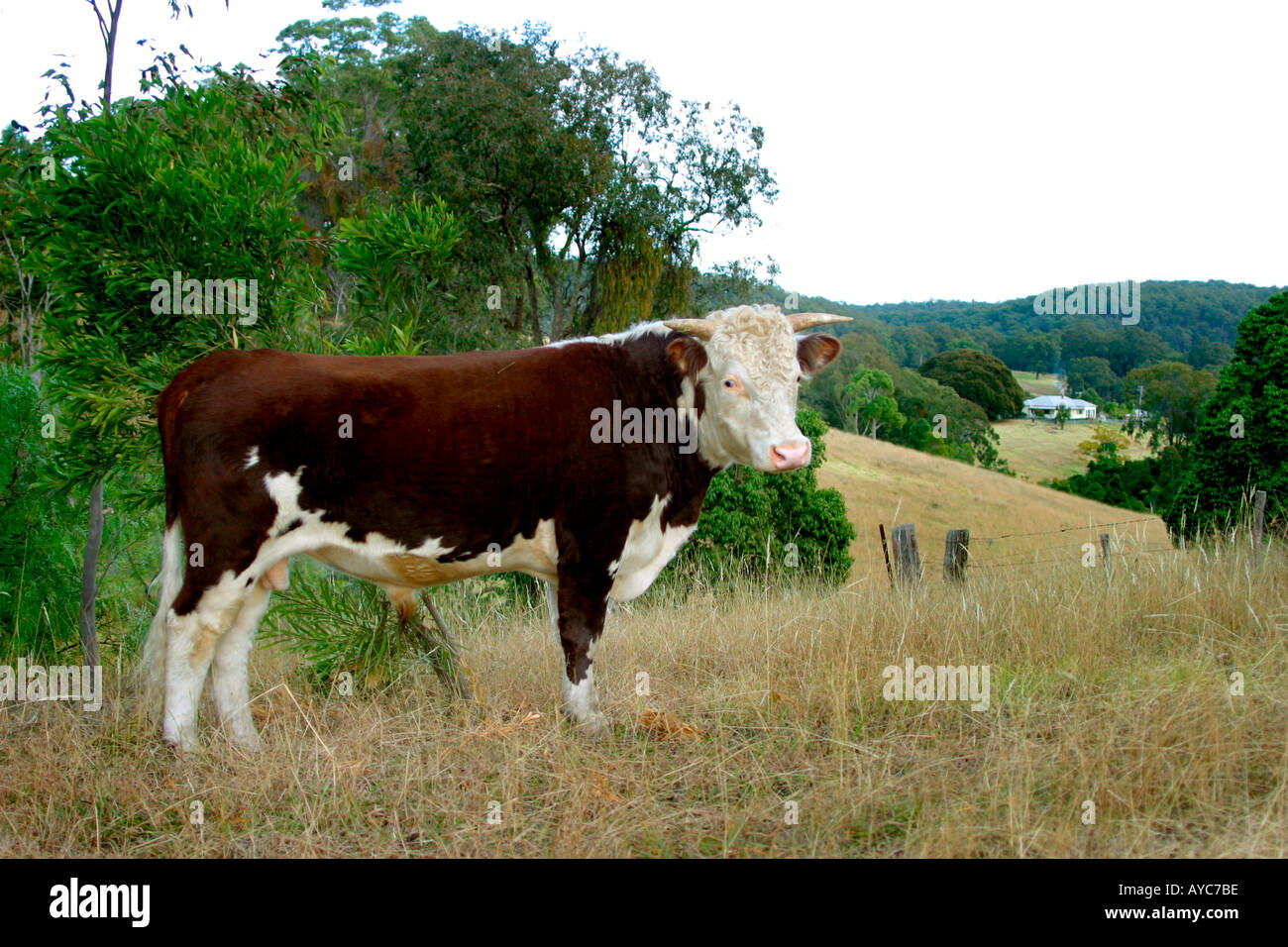 Hereford bull in Australia Stock Photo - Alamy