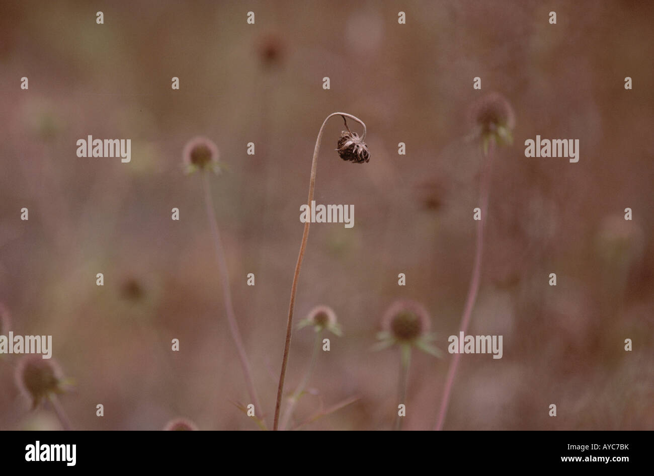Dried Flower Stem Stock Photo - Alamy
