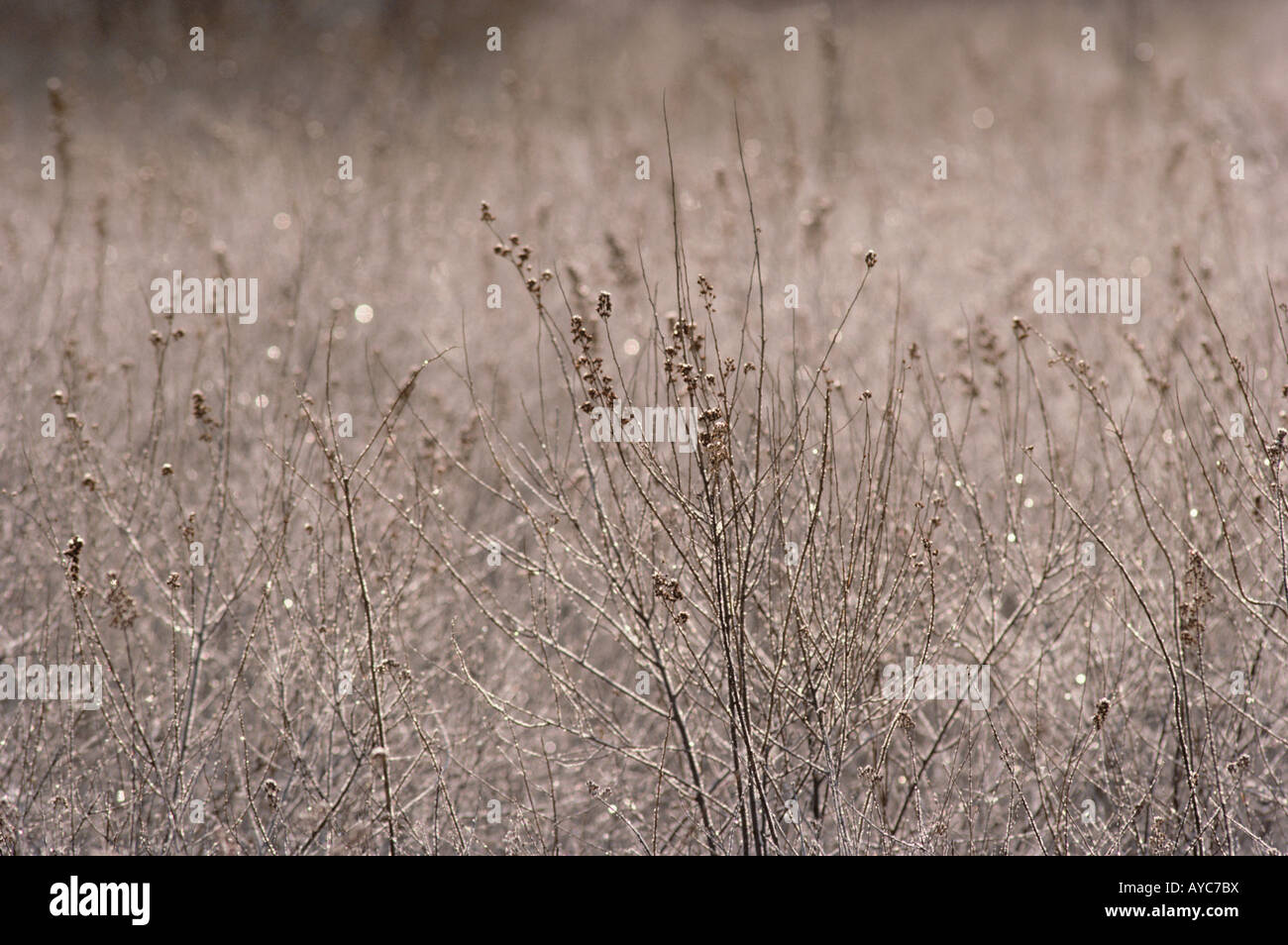 Field of Dry Grasses Stock Photo - Alamy