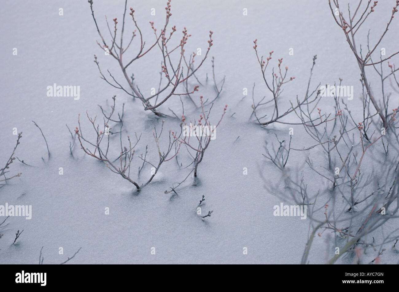 Twigs in Snow Stock Photo - Alamy