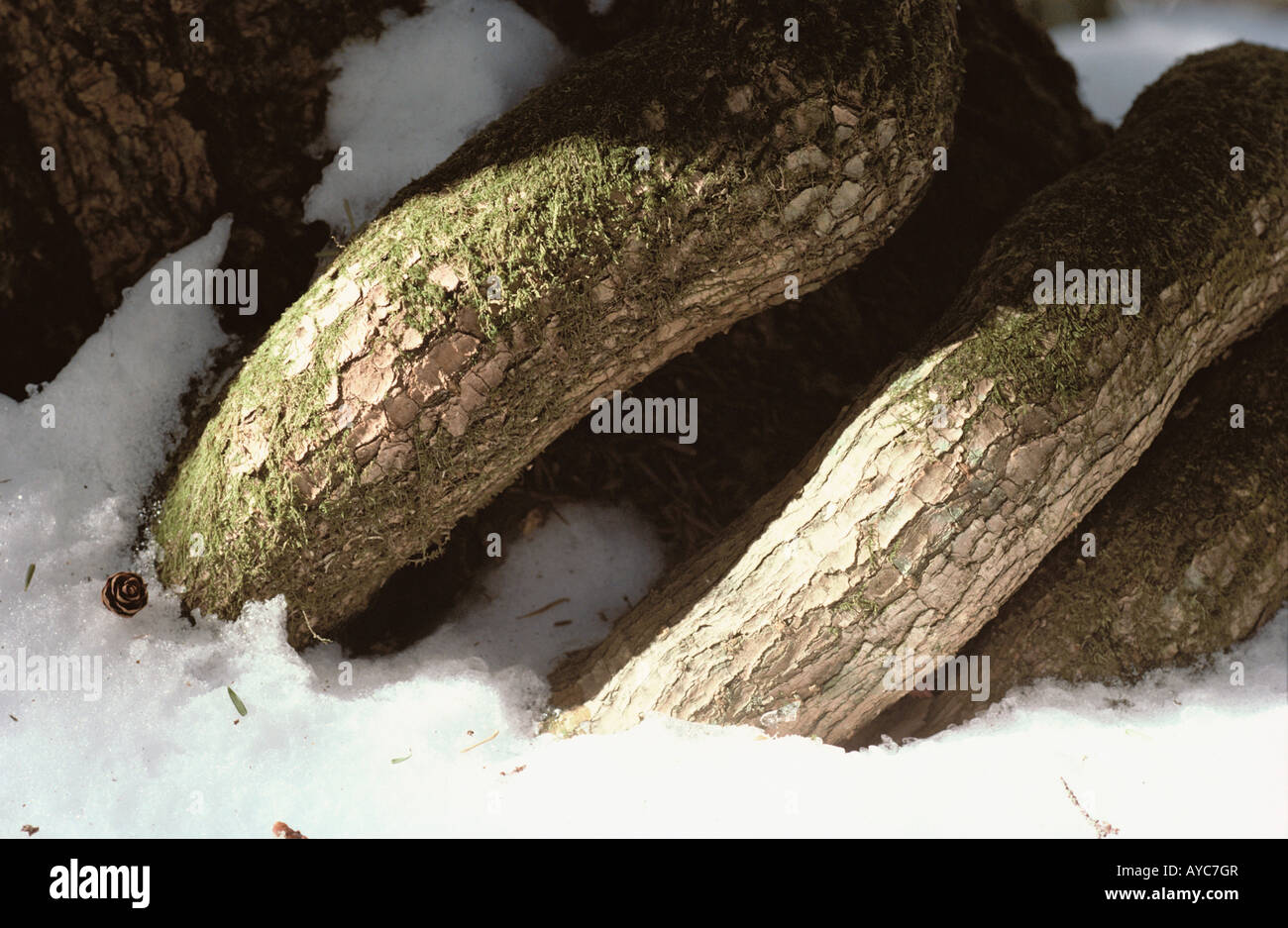 Tree Roots in Snow Stock Photo - Alamy
