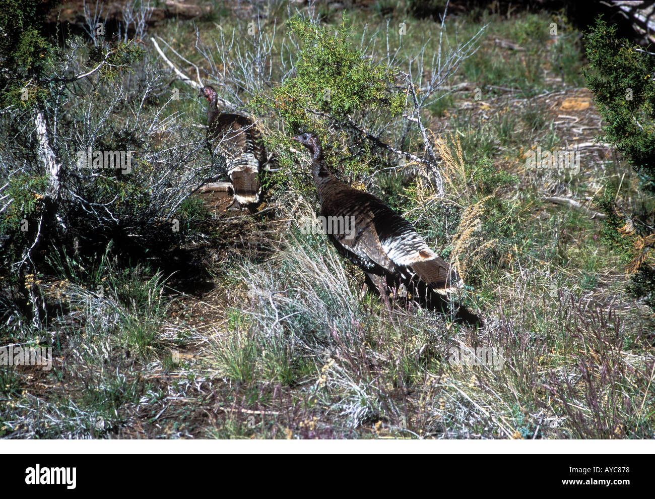 Wild american turkey hi-res stock photography and images - Alamy