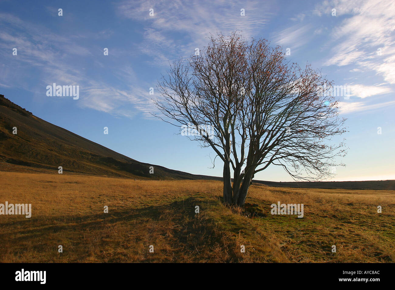 tree in field Stock Photo - Alamy