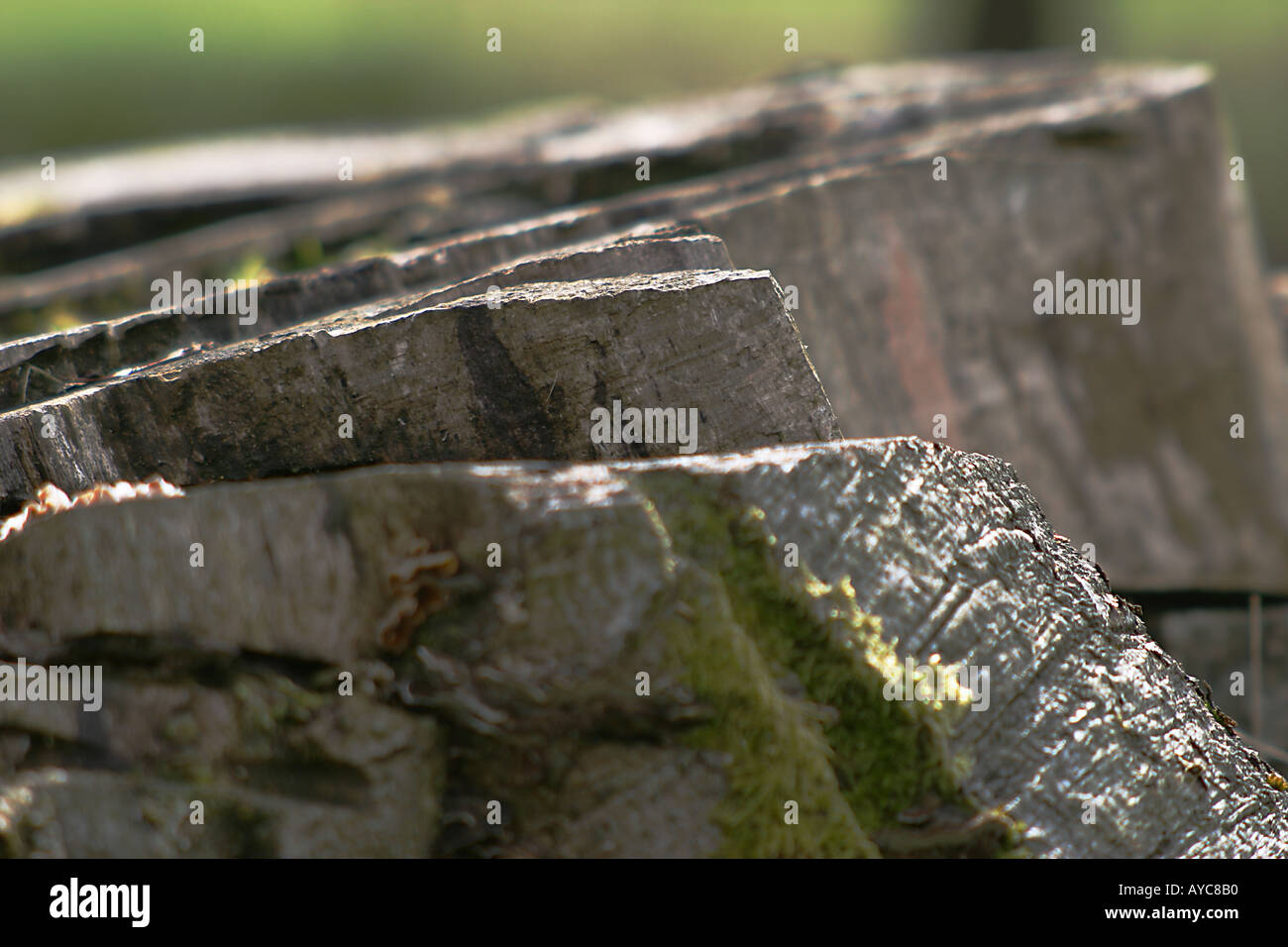 Grey stumps hi-res stock photography and images - Alamy