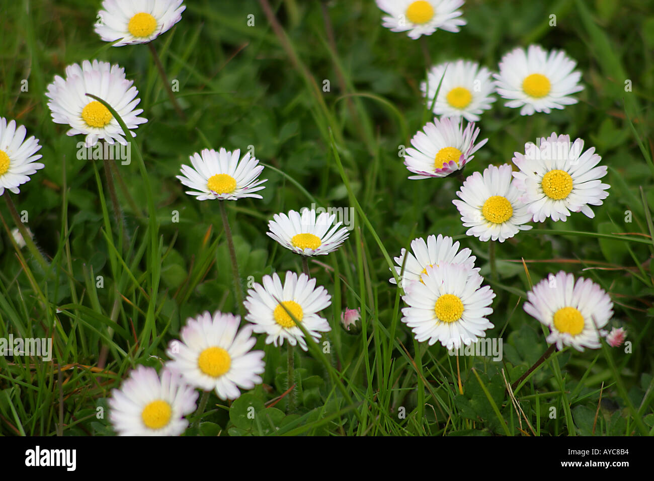 Close up daisies in grass hi-res stock photography and images - Alamy
