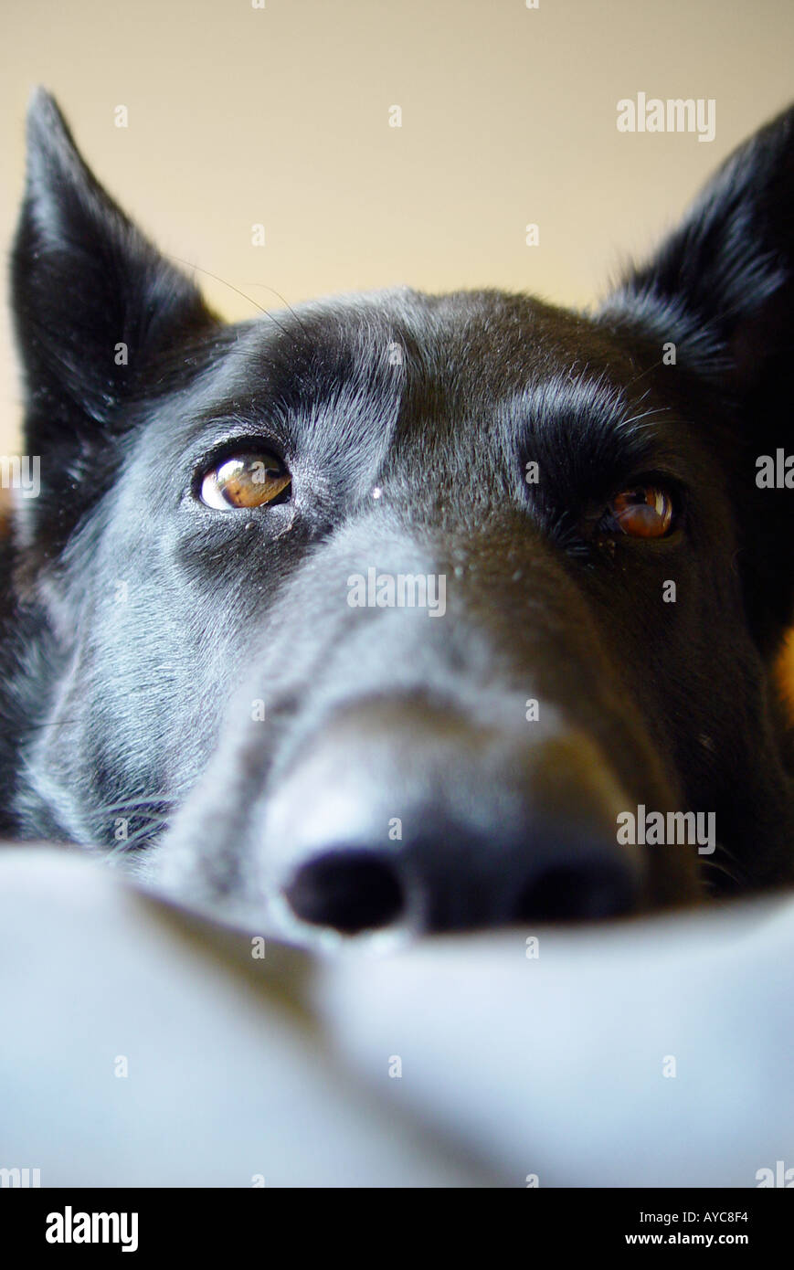 Obsessed dog owner hi-res stock photography and images - Alamy