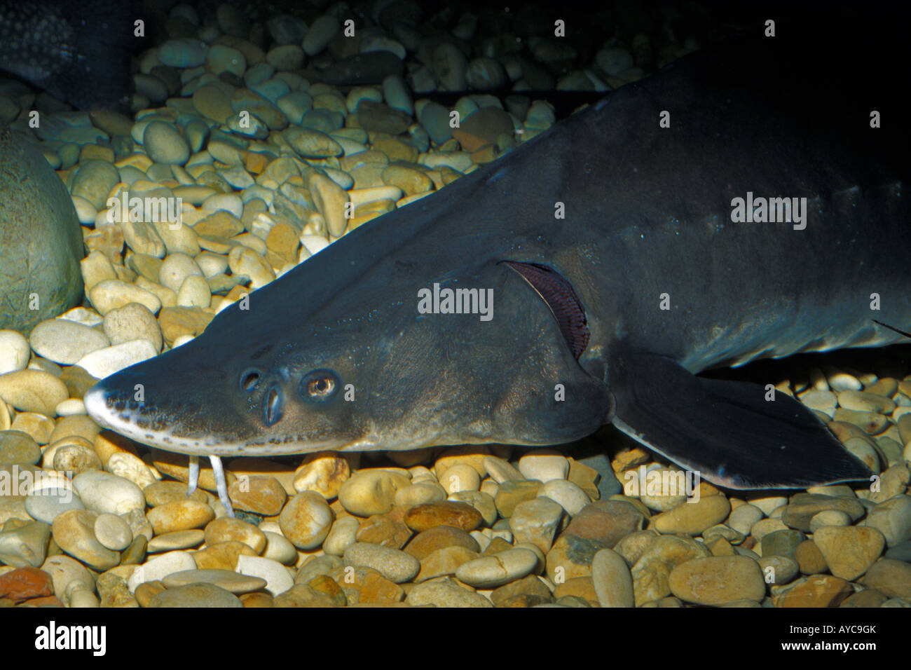 Acipenser sturio europe hi-res stock photography and images - Alamy