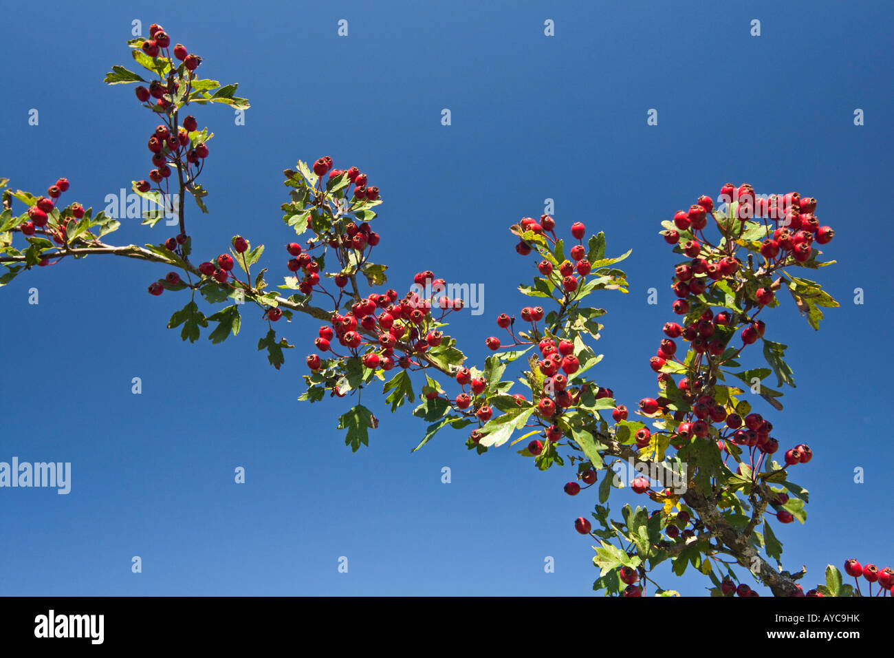 Crataegus monogyna hi-res stock photography and images - Alamy