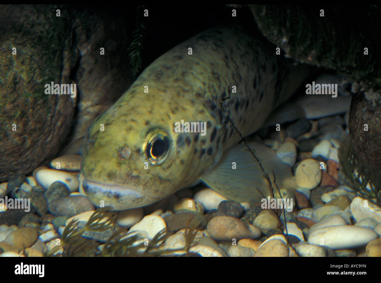 Salmo fario carpio fibreni hi-res stock photography and images - Alamy