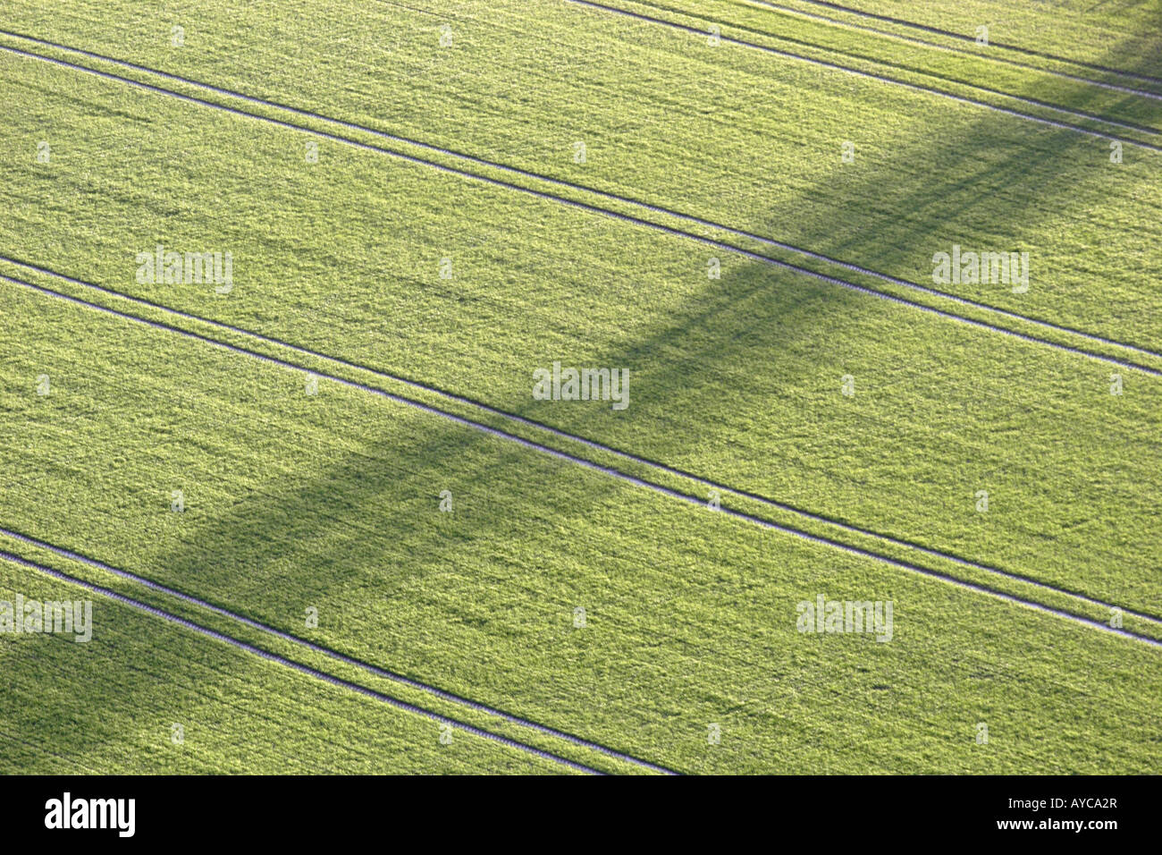 Casts tree shadow hi-res stock photography and images - Alamy