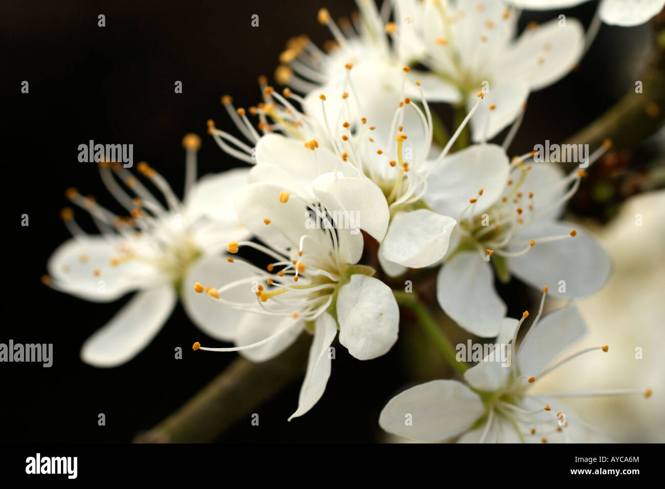 Damson ‘shropshire prune’ hi-res stock photography and images - Alamy