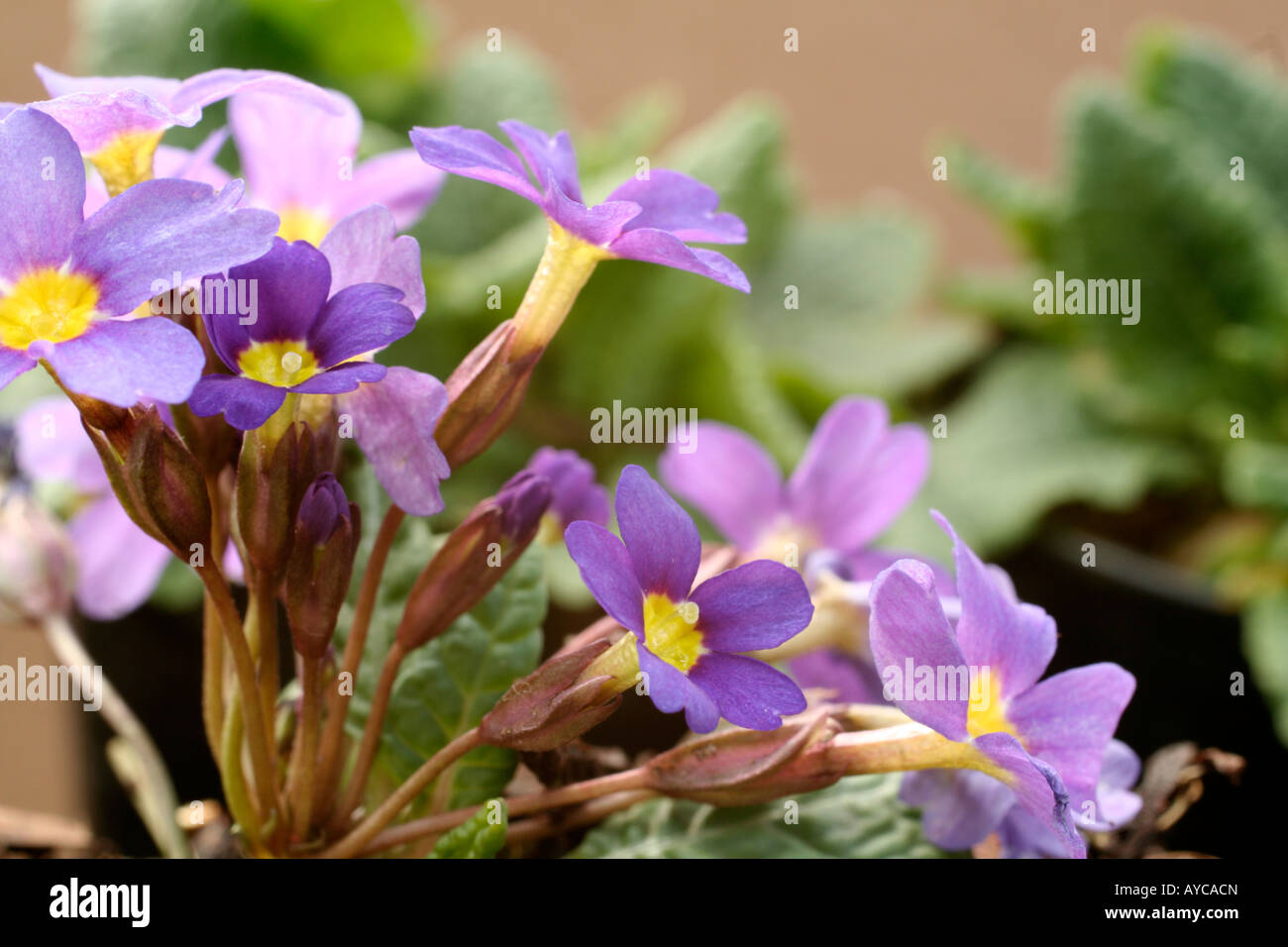 Blue Primrose You And Me