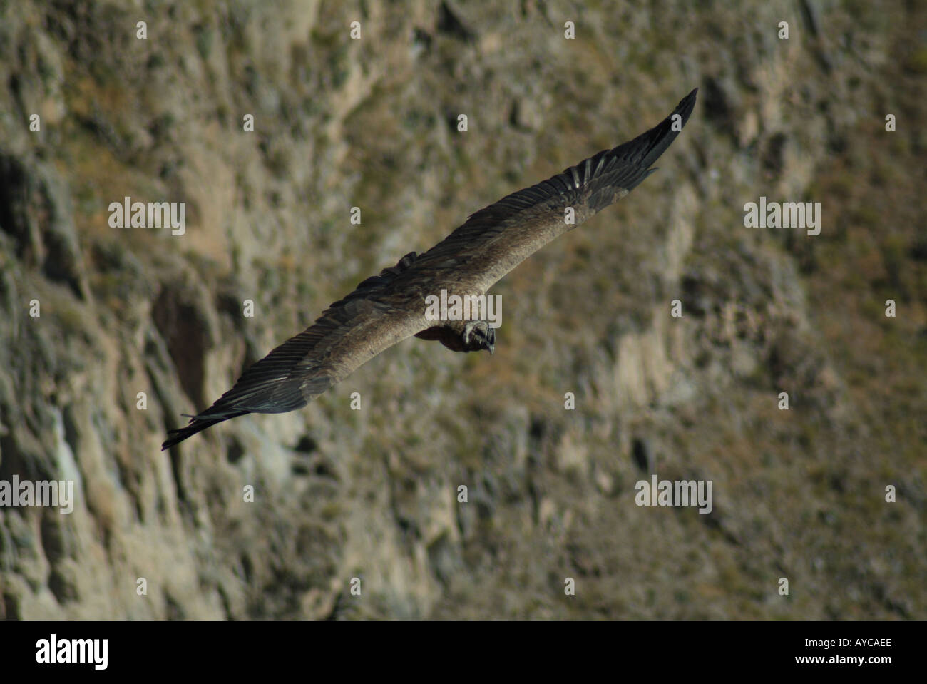 Andean Condor in Flight at Colca Canyon Peru Stock Photo - Alamy
