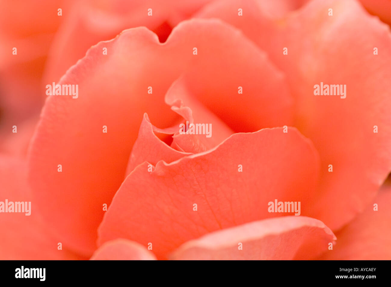 PINK ROSE HEAD Stock Photo - Alamy