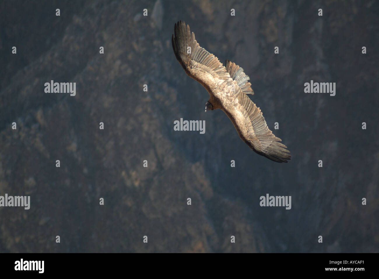 Andean Condor in Flight at Colca Canyon Peru Stock Photo - Alamy