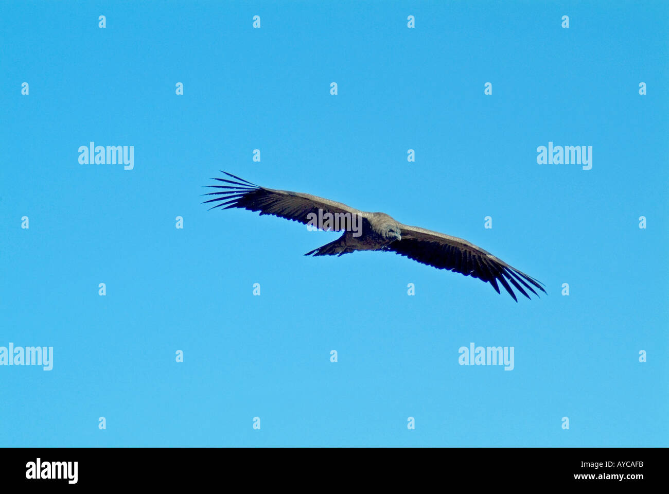 Andean Condor in Flight at Colca Canyon Peru Stock Photo - Alamy