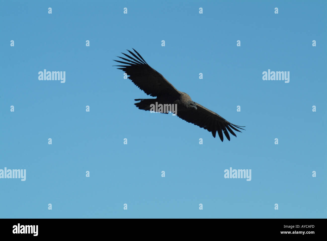 Andean Condor in Flight at Colca Canyon Peru Stock Photo - Alamy