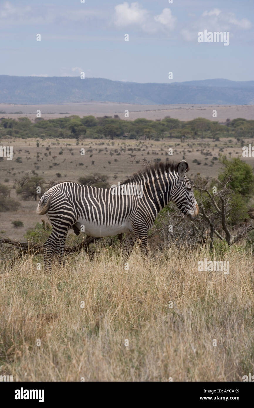 Elite safari hi-res stock photography and images - Alamy