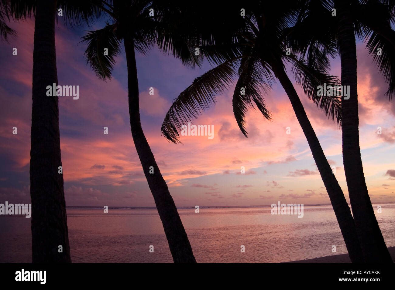 Palm trees at sunset in Rarotonga, Cook Islands Stock Photo - Alamy