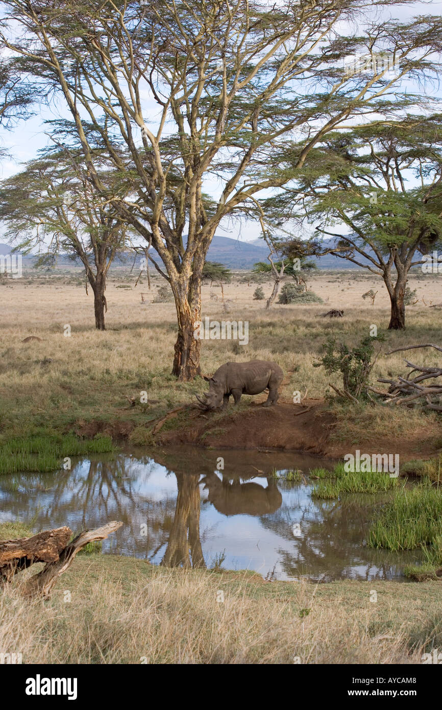 Africa, African, Kenya, Kenyan, Lewa, Downs, rhinoceros, black Stock ...