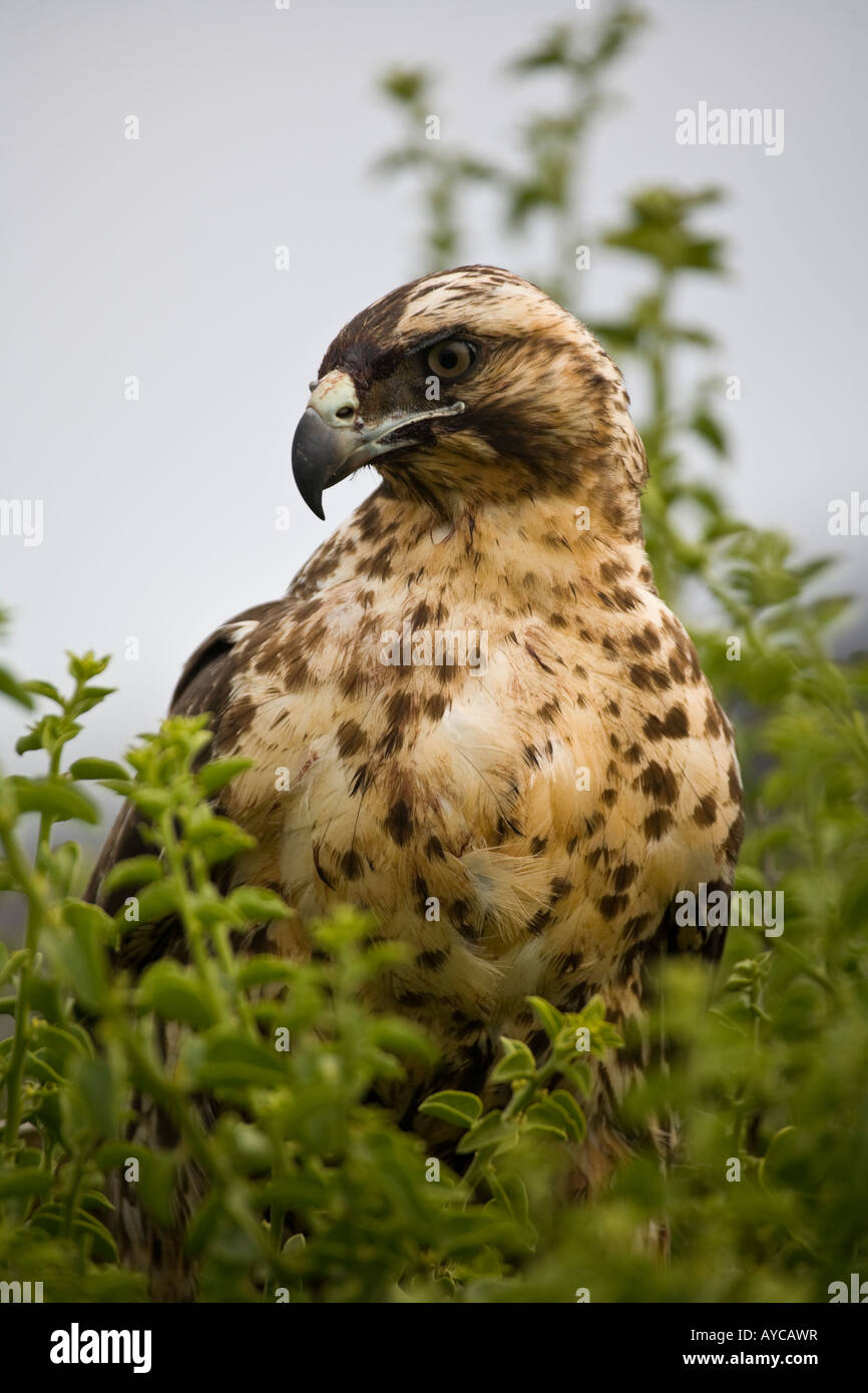 Galapagos hawk hi-res stock photography and images - Alamy